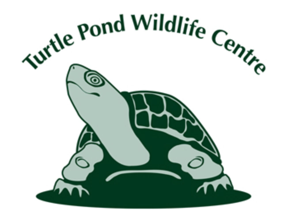 Ontario Turtle Conservation Centre – Ontario Wildlife Foundation